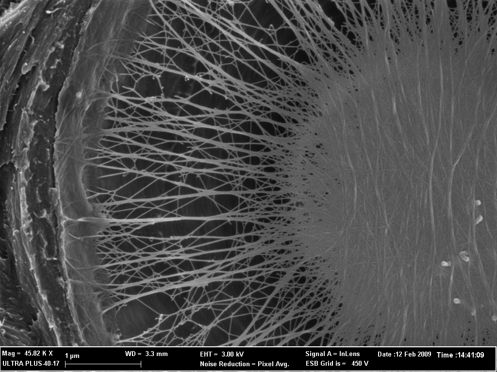 The Choat Lab | Plant Hydraulics and Water Relations